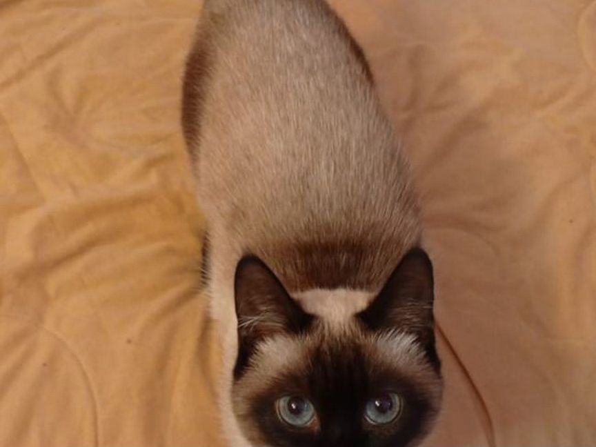 Сиамская кошка