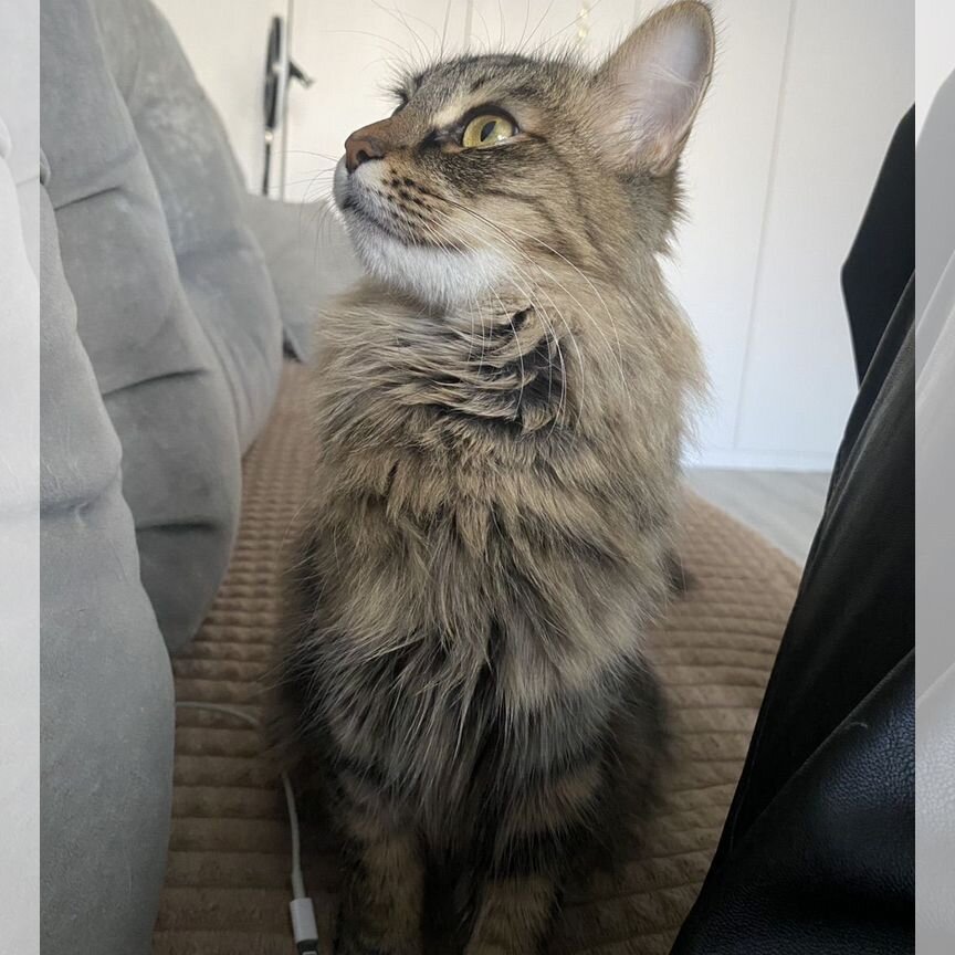 Взрослая, кошка в добрые руки