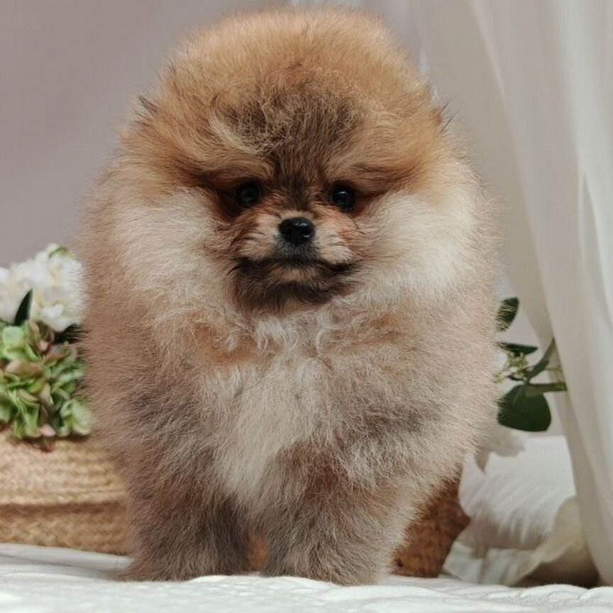 Померанский шпиц мини мальчик