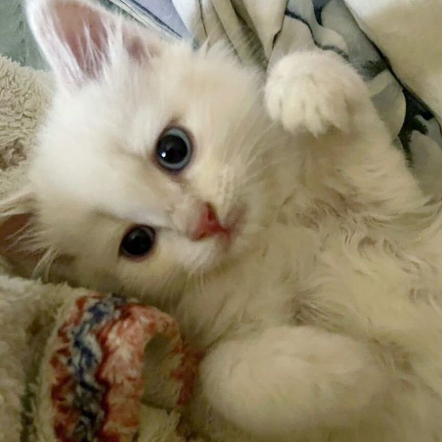 Котята - мальчики