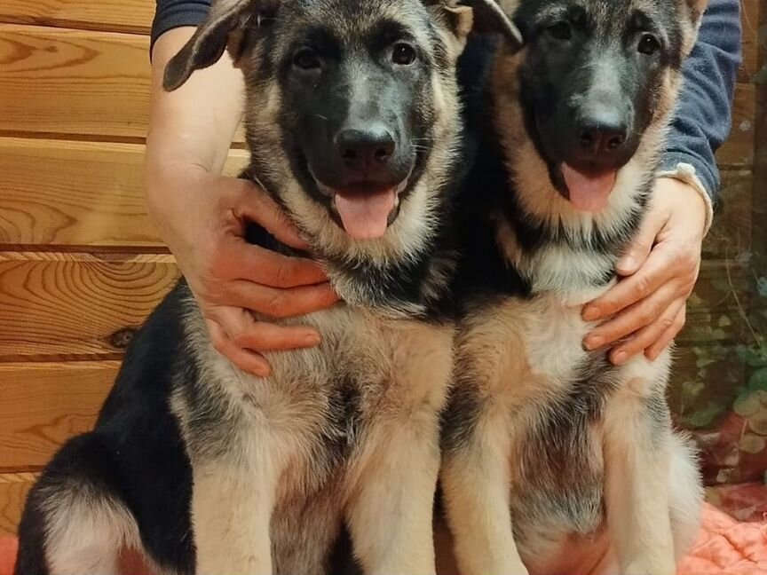 Девочки 3 мес Восточно-европейской овчарки