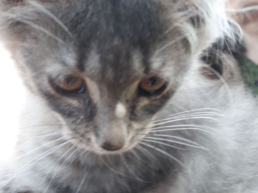 Котята 1.5 мес