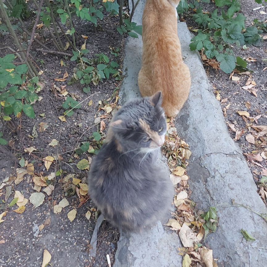 Кошка в дар бесплатно