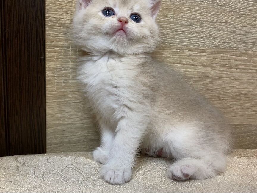 Котята британской шиншиллы