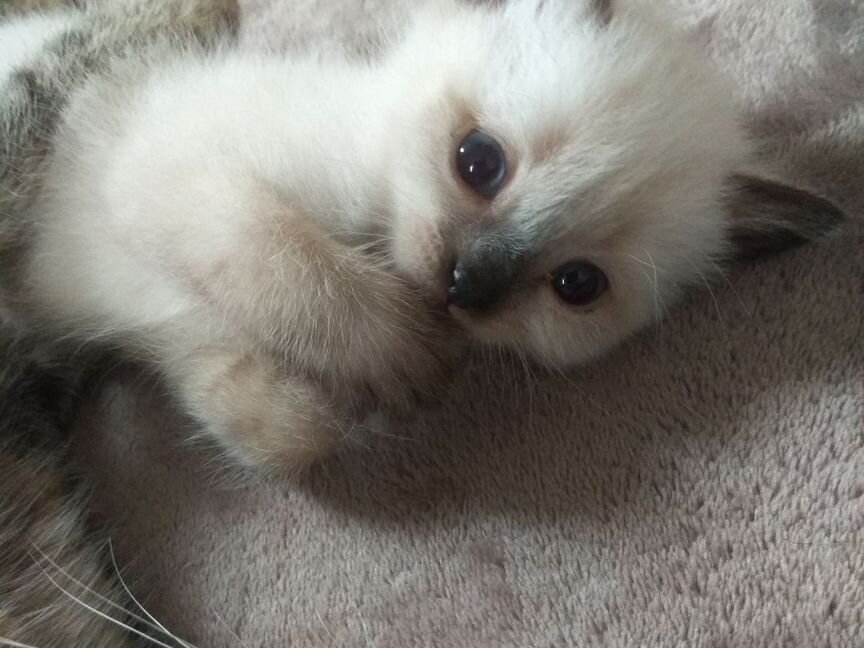 Сиамский котенок мальчик
