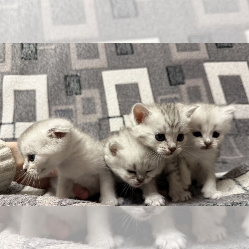 Британский короткошёрстный котёнок