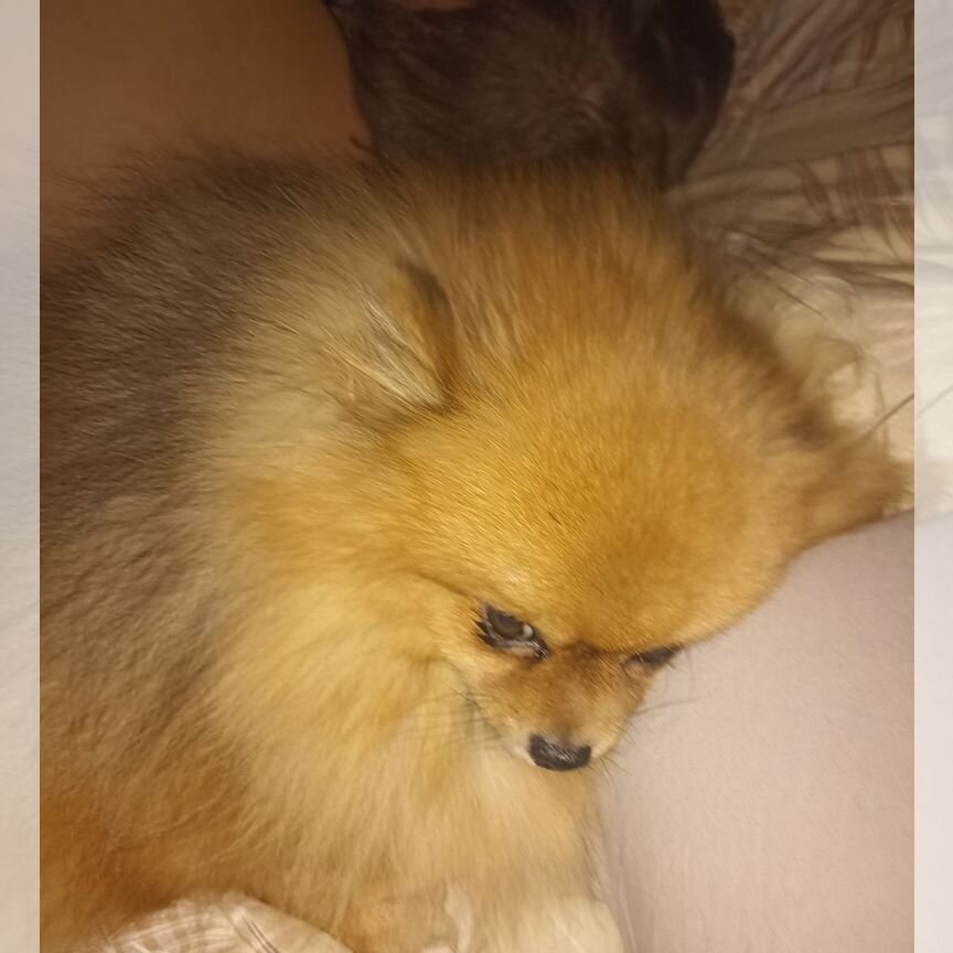 Померанский шпиц, взрослый пёс