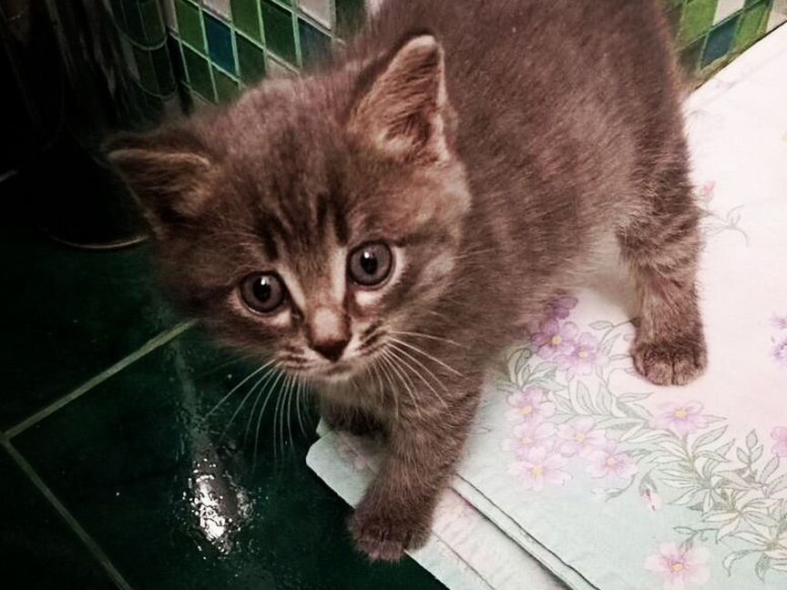 Милые сибирские котята