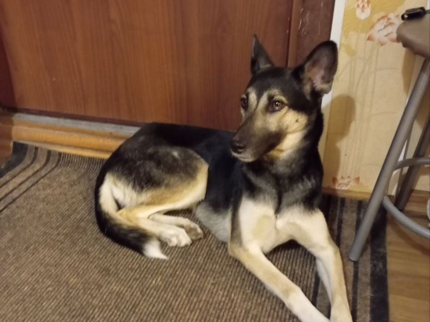 Эмма очень ищет дом