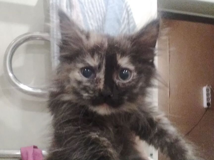 Очаровательные котятки