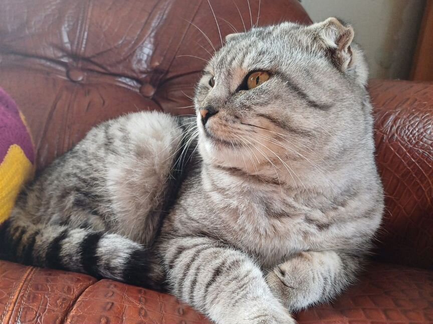 Шотландский вислоухий кот