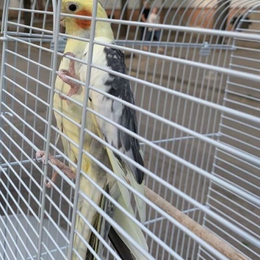 Попугай корелла с клеткой самец 10 месяцев