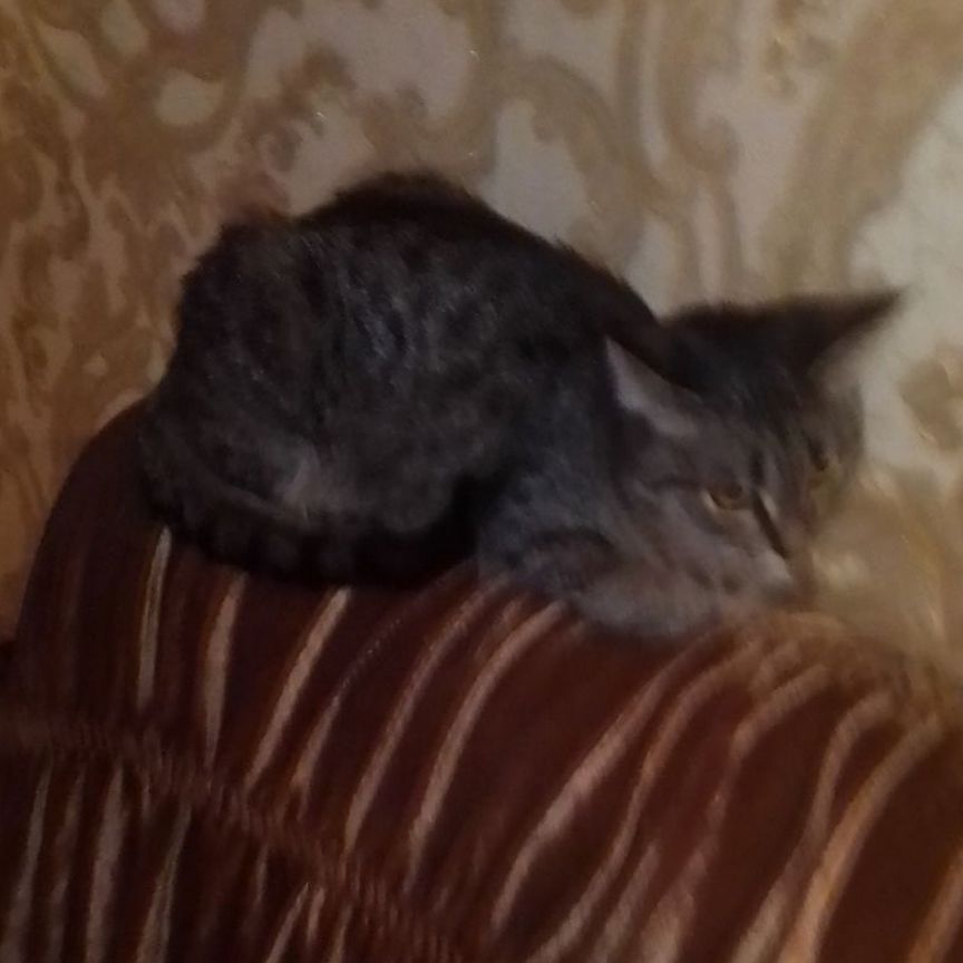 Кошечка бенгальская