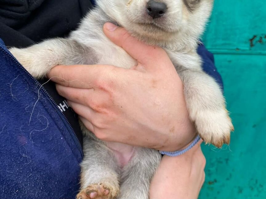 Щенки сибирской хаски