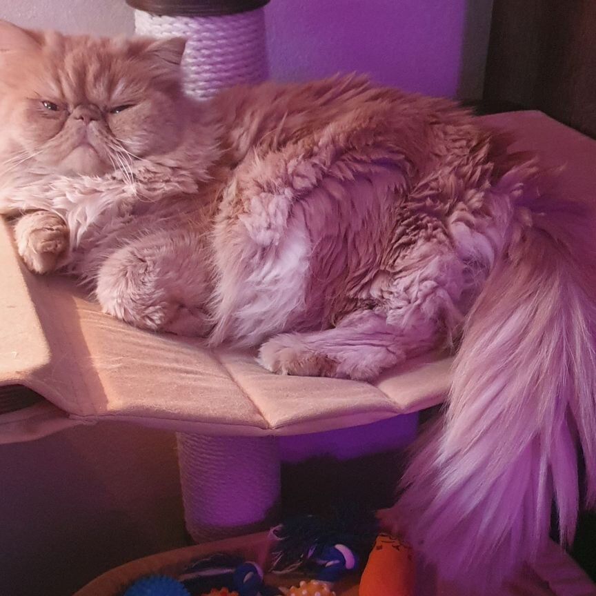 Персидская кошка