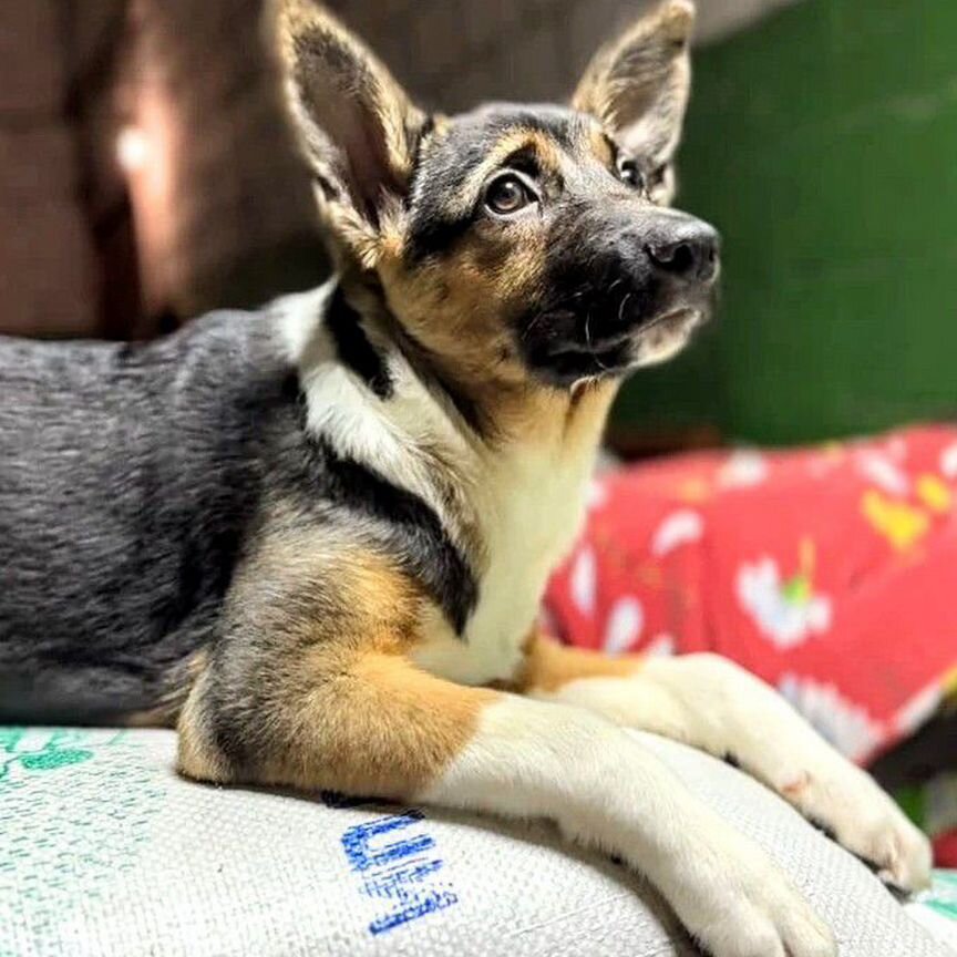 Красотулька хочет домой