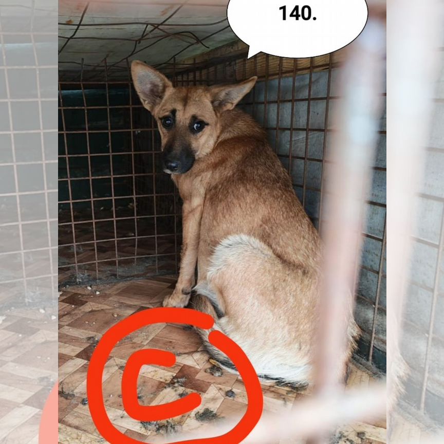 Взрослая собака в добрые руки