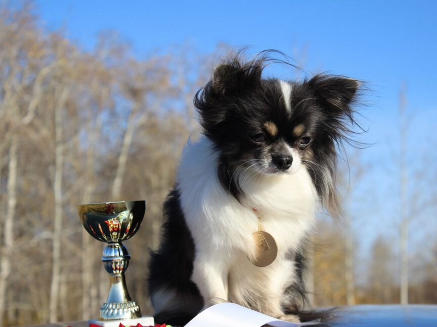 Вязка чихуахуа, Щенки РКФ