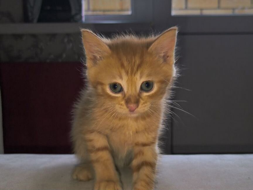 Отдам рыжего котика в хорошие руки