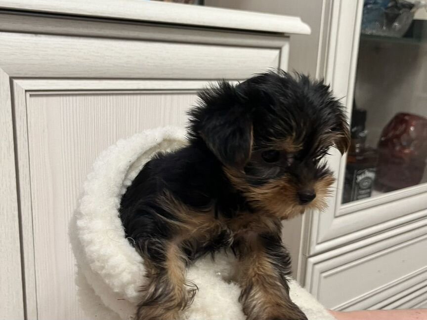 Йоркширский терьер