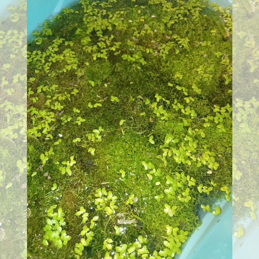 Аквариумные растения мох