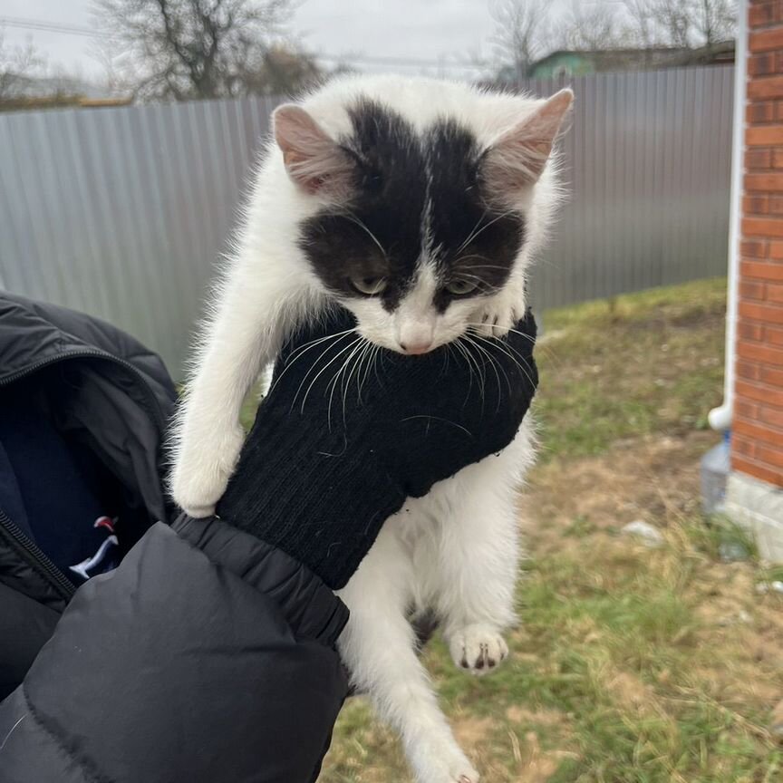 Котенок 2-3 месяца в добрые руки