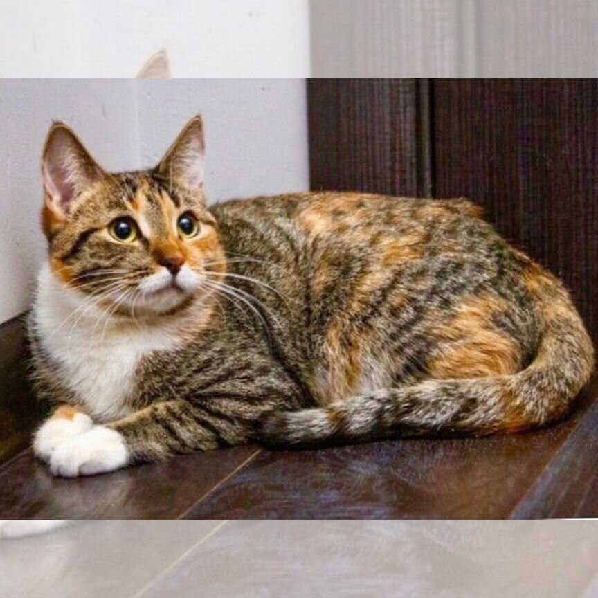 Котик в добрые руки мальчик