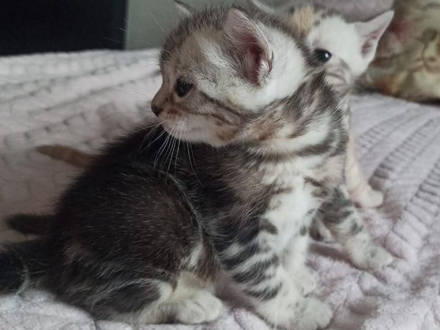 Британские котята