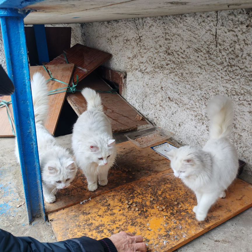 Котята в добрые руки бесплатно