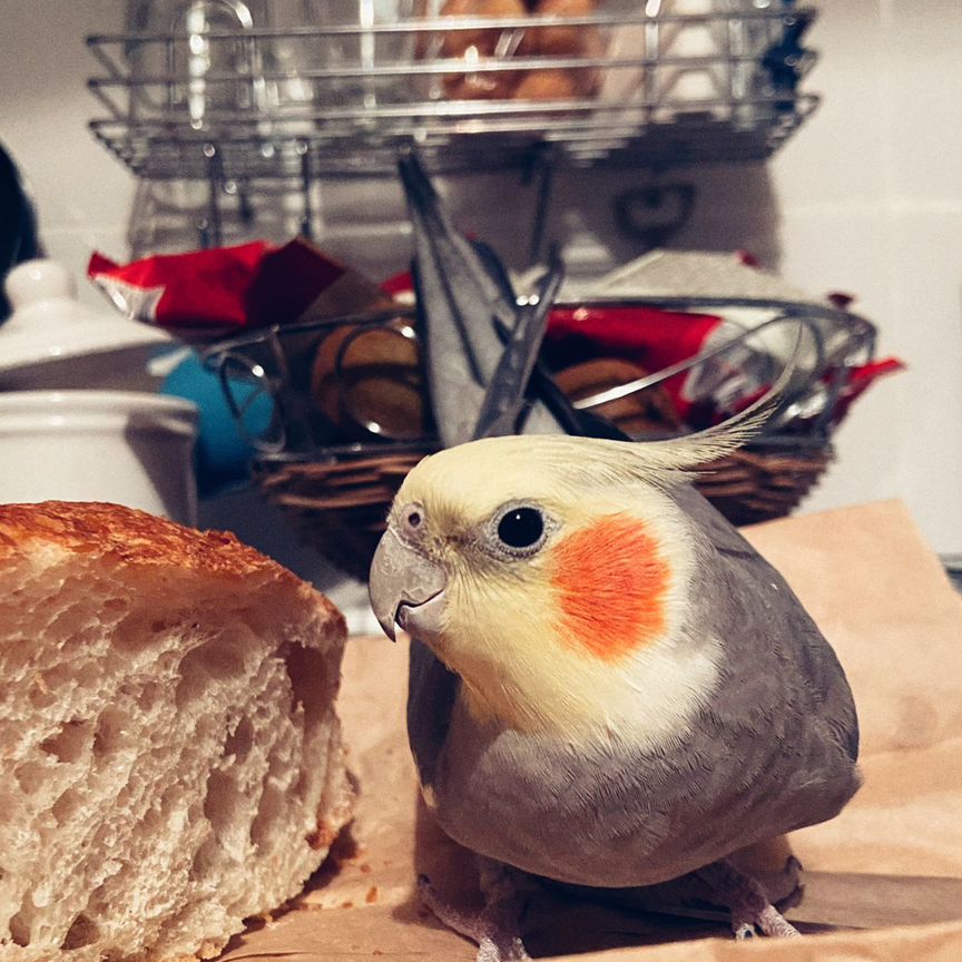 Попугай корелла