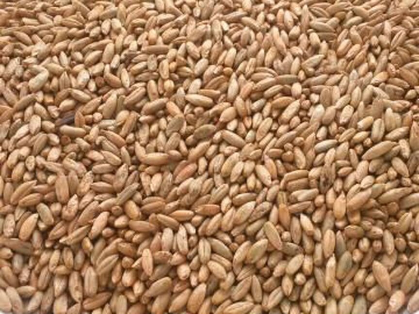 Пшеница озимая 2 тонны в Дубовском районе