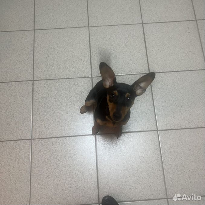 Цвенгпинчер