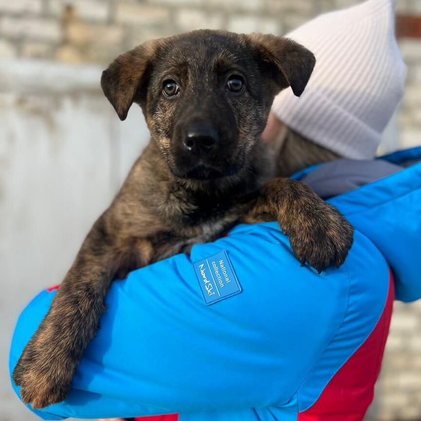 Щенок бесплатно в дар в добрые руки