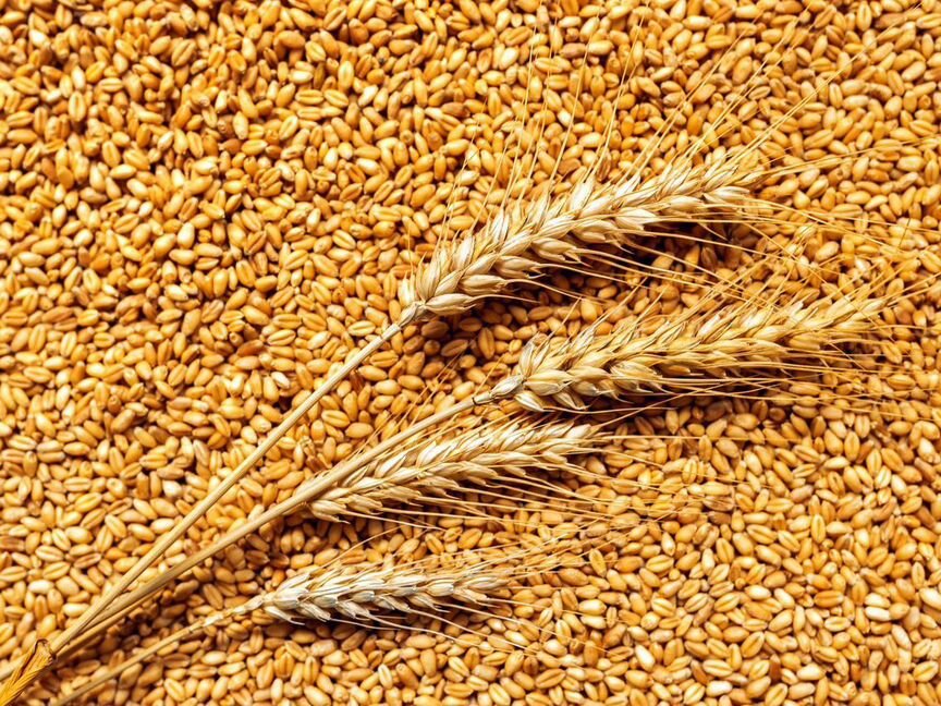 Товары для животных