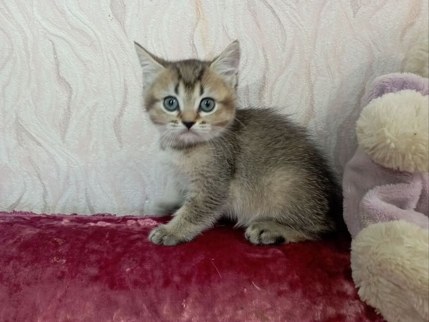 Котята манчкины