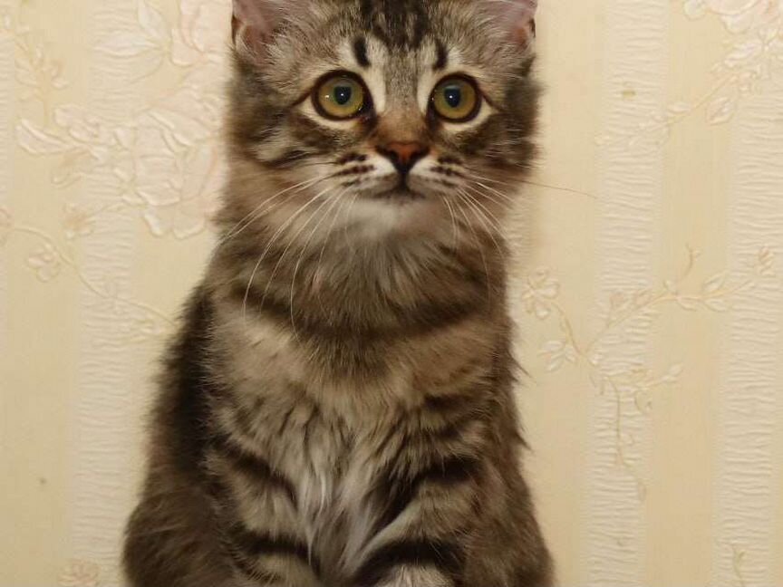 Хорошенький котёнок в дар