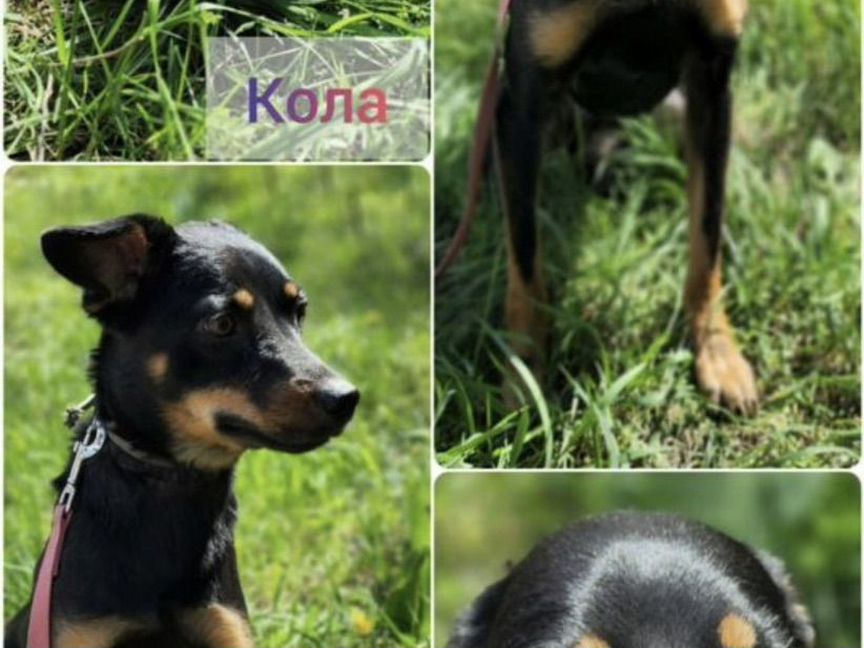 Щенка в добрые руки из приюта