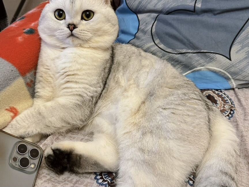 Шотландский вислоухий кот вязка