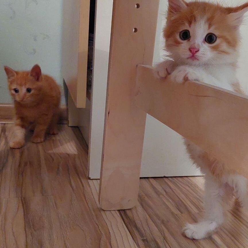Котята в добрые руки