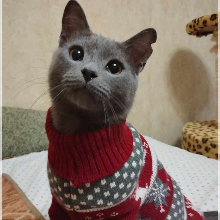 Фенотип русской голубой
