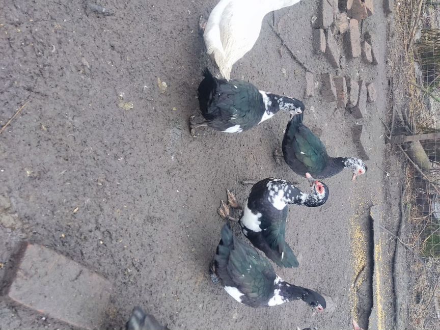 Индоутка мускусная утка