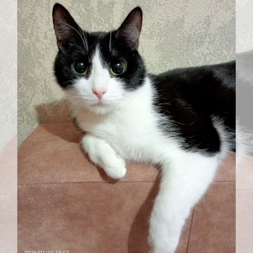 Взрослый кот в добрые руки