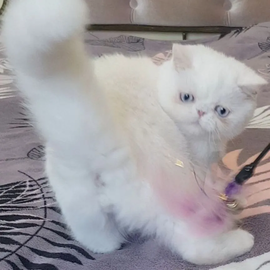 Экзотические котята
