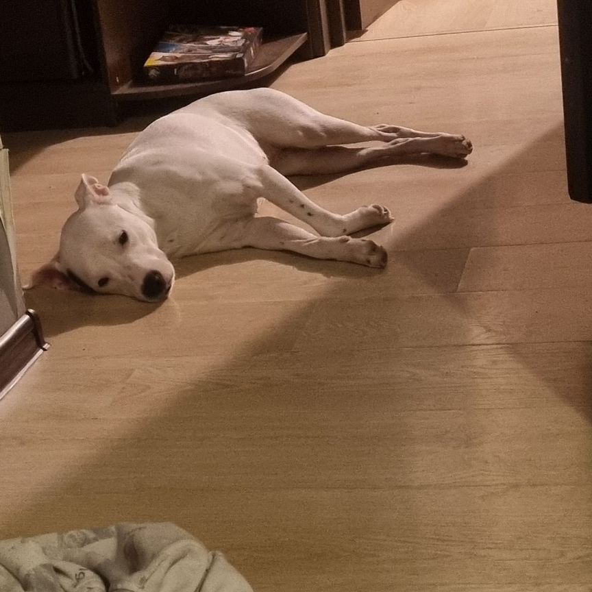 Отдам собаку в добрые руки