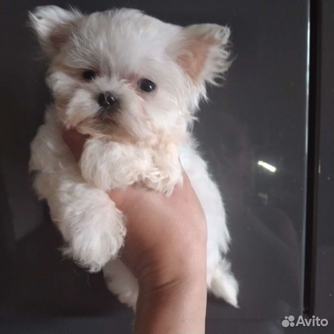 Супер мини мальчик мальтезе с документами