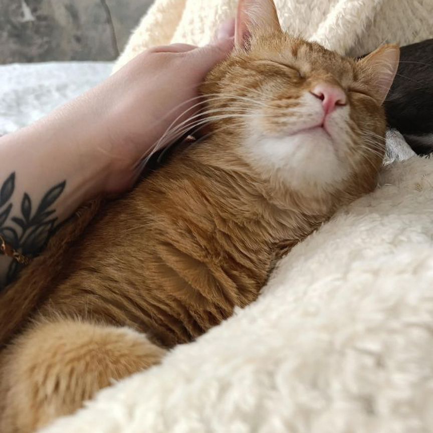 Рыжий кот