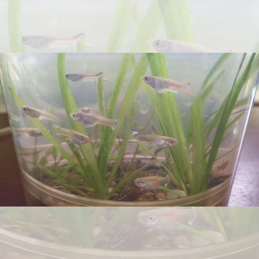 Гуппи мальки и молодь