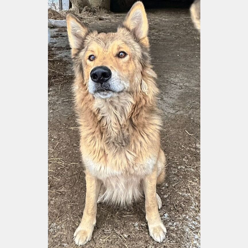 Собака мальчик кобель рыжий в добрые руки в дар