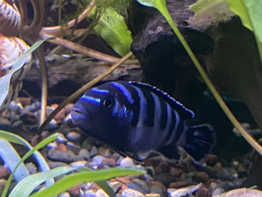 Псевдотрофеус демасони