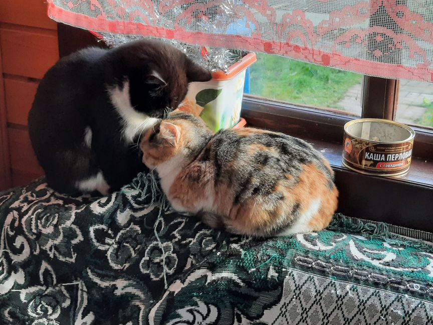 Бесплатно котики